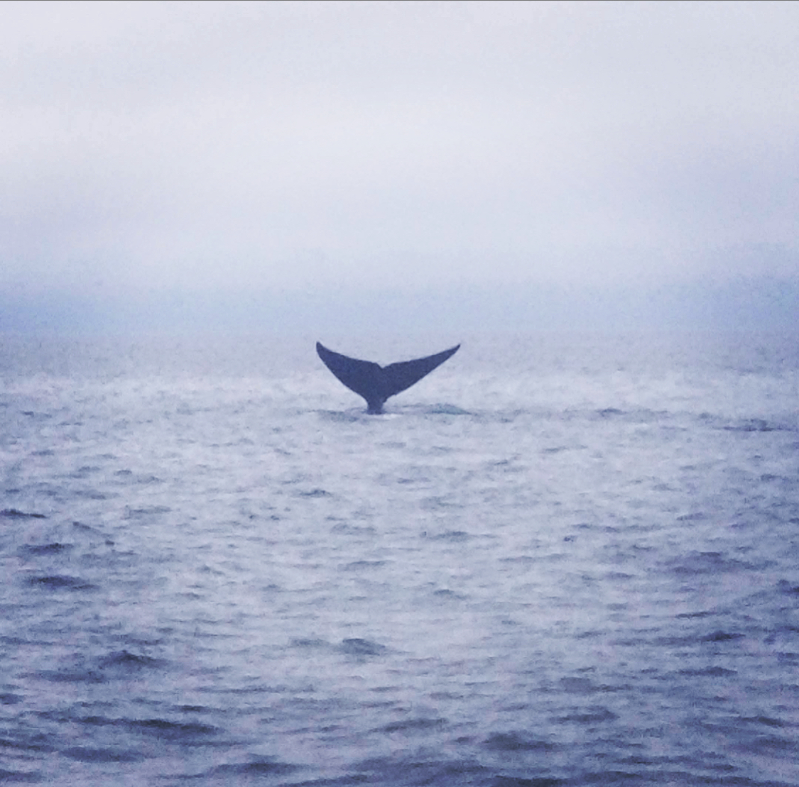 Whale Watching Exploration: Hidden Challenges Beneath the Waves – When ...